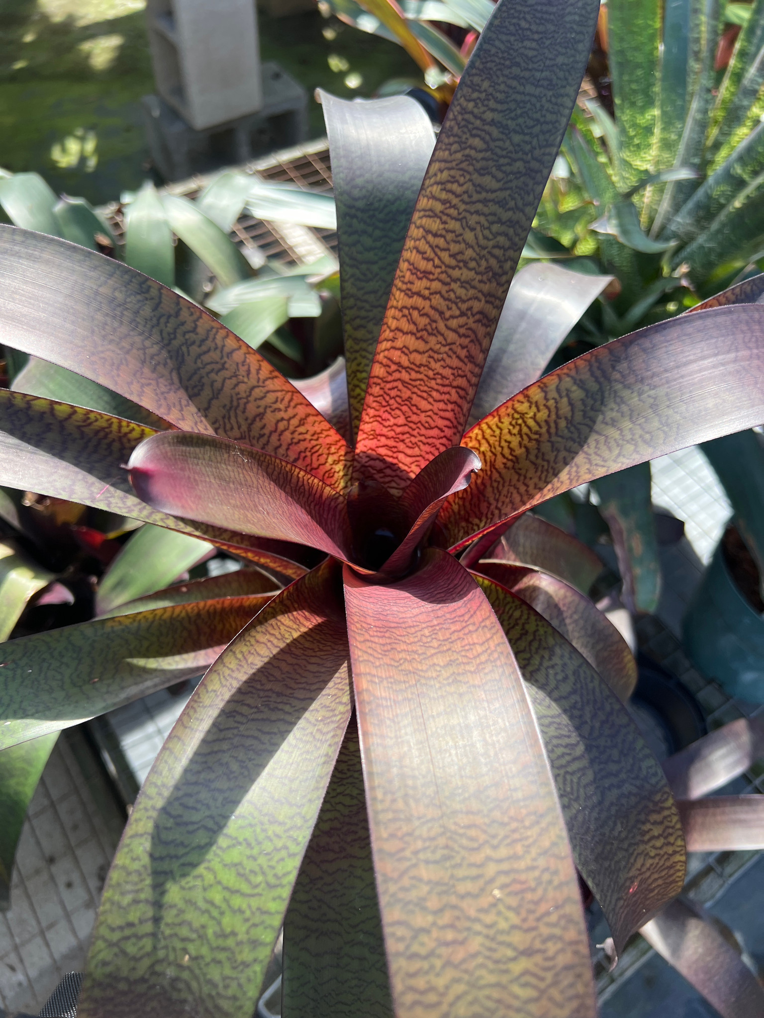 Vriesea Red Chestnut x platynema - Bird Rock Tropicals
