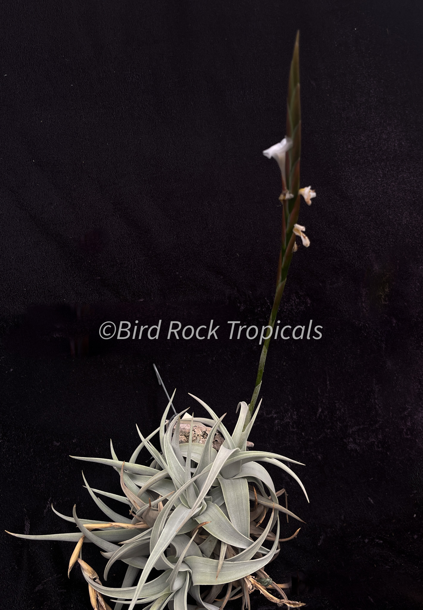 Tillandsia barfussii - Bird Rock Tropicals