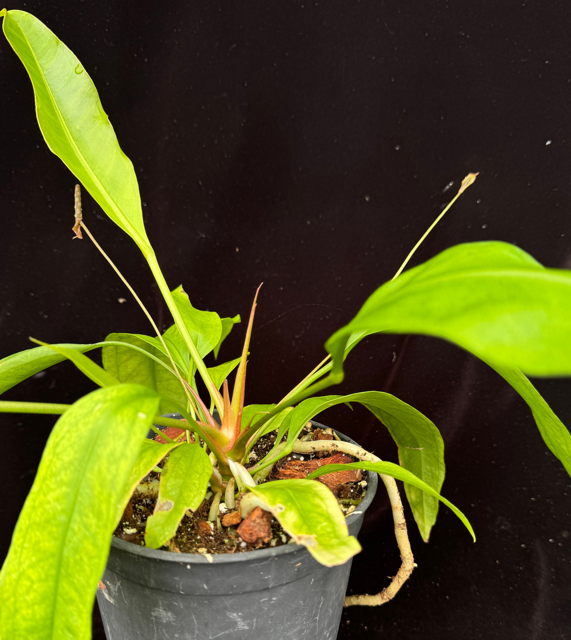 Anthurium gracile - Bird Rock Tropicals