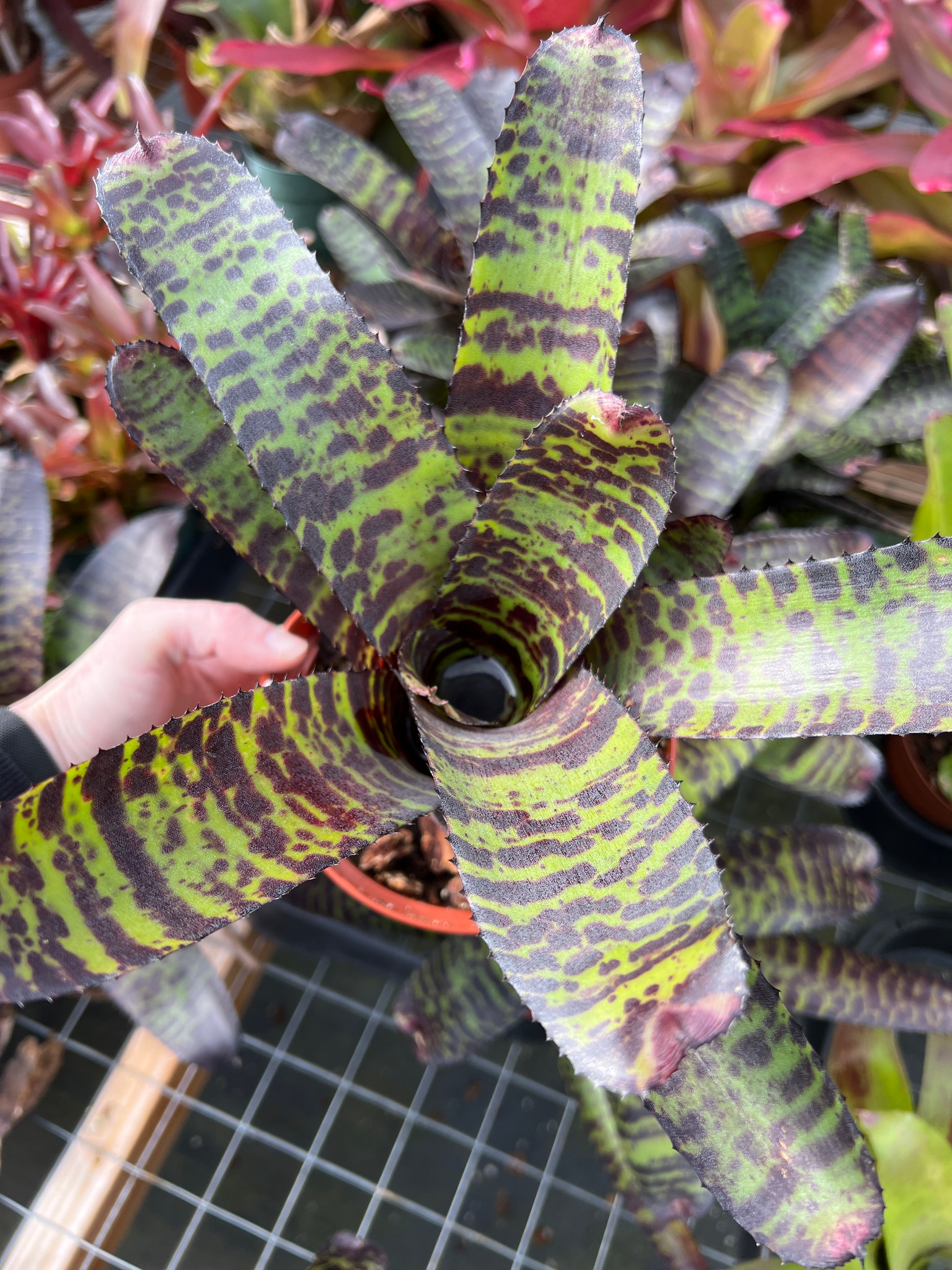 Neoregelia 'Hannibal Lecter' - Bird Rock Tropicals