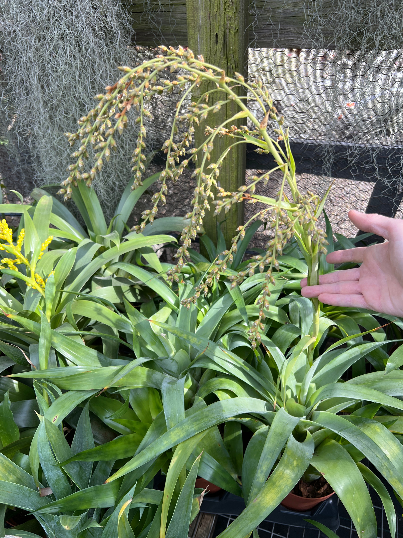 Catopsis paniculata - Bird Rock Tropicals