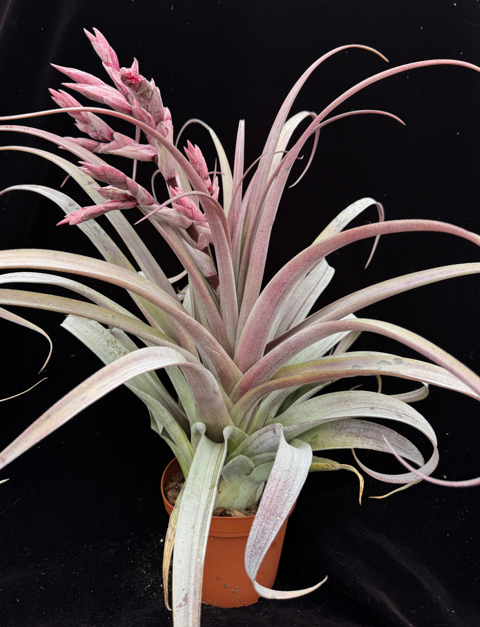 Tillandsia Vicki Jane - Bird Rock Tropicals