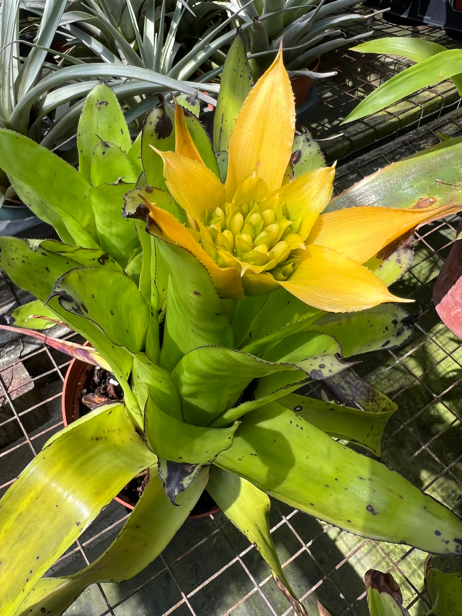 Canistrum auratum - Bird Rock Tropicals