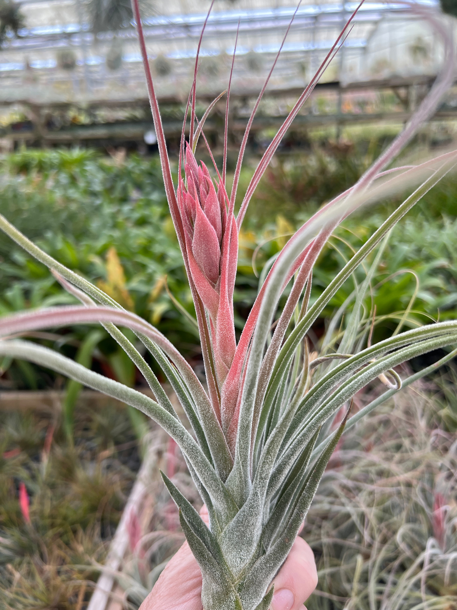 Tillandsia Bochil - (T. seleriana x schiedeana) - Bird Rock Tropicals