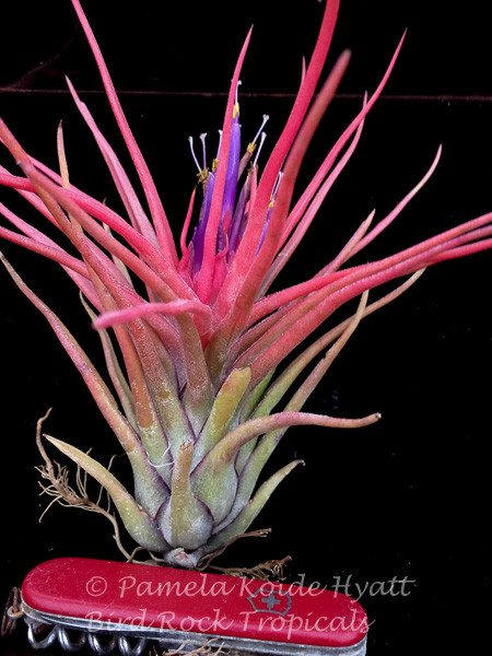 Tillandsia Derek - (T. bulbosa x ionantha) - Bird Rock Tropicals