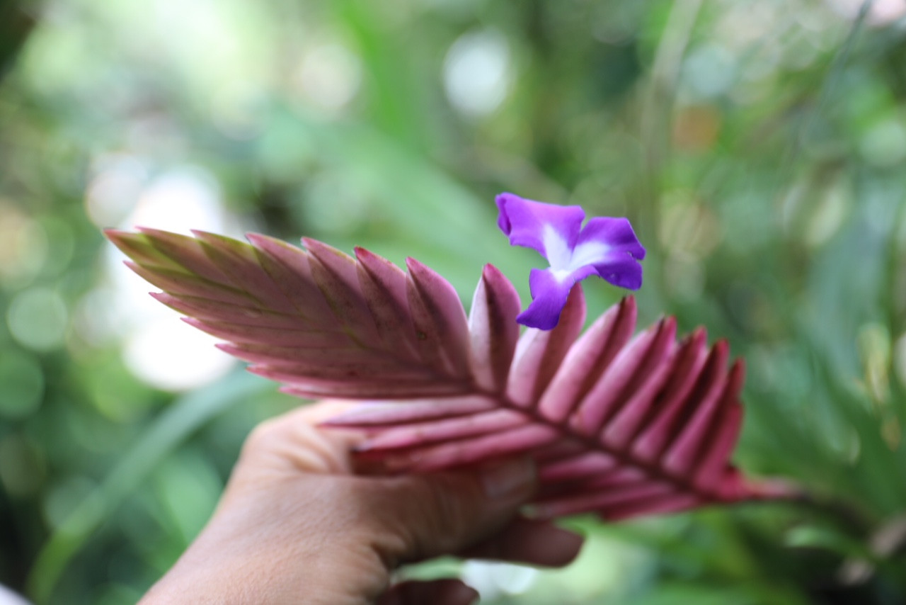 Wallisia pretiosa - Bird Rock Tropicals