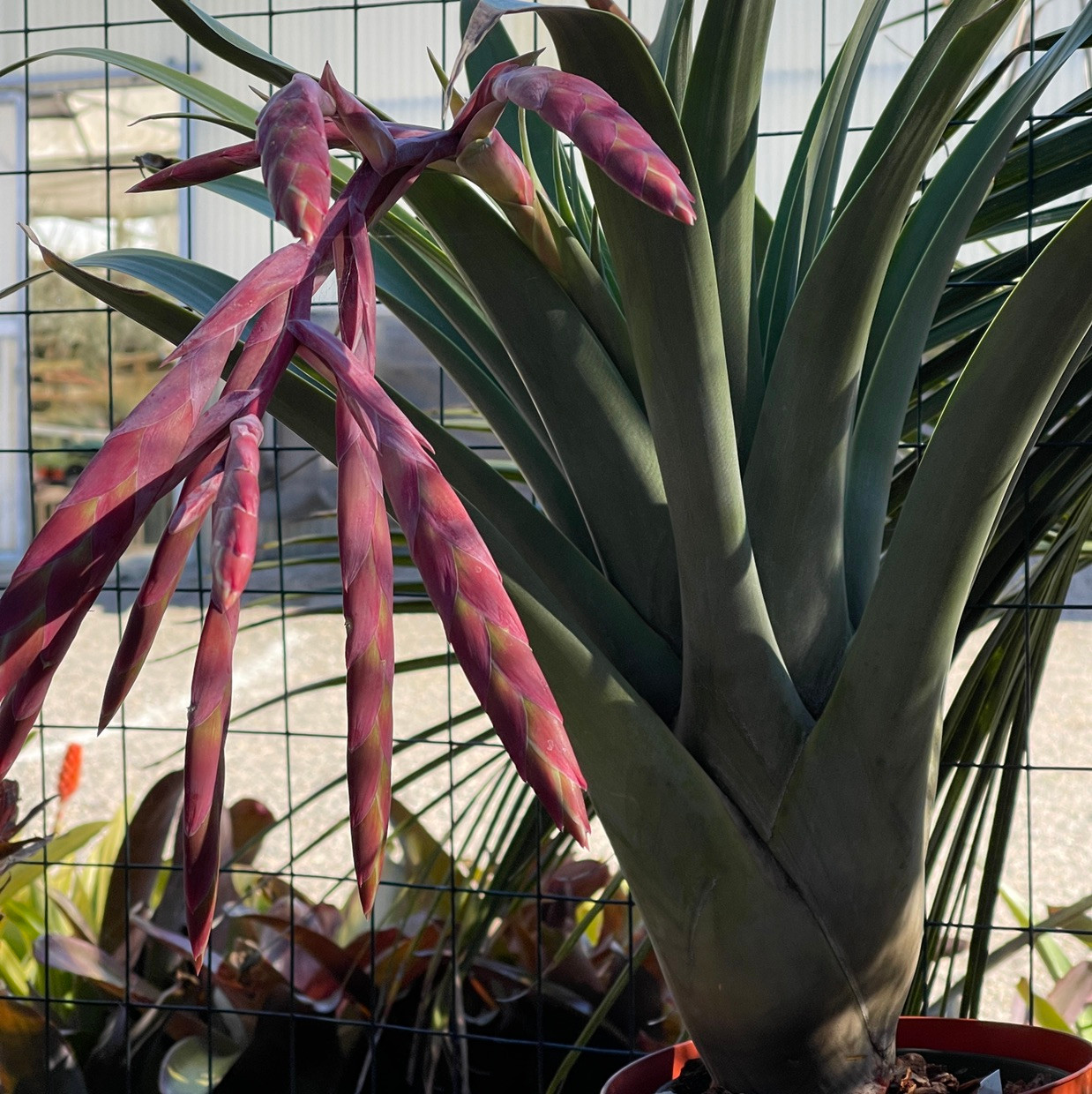 Tillandsia atroviolacea - Bird Rock Tropicals