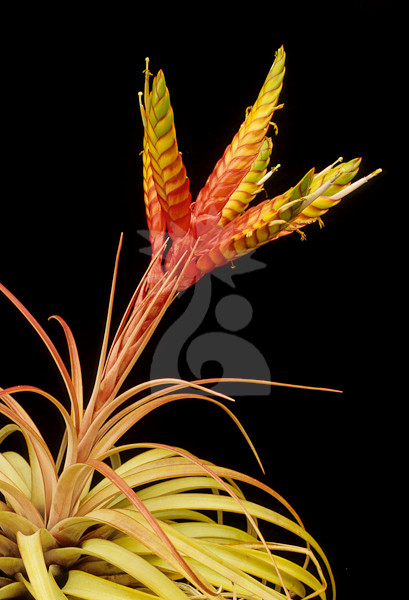 Tillandsia Amigo (T. jalisco-monticola x rothii) - Bird Rock Tropicals