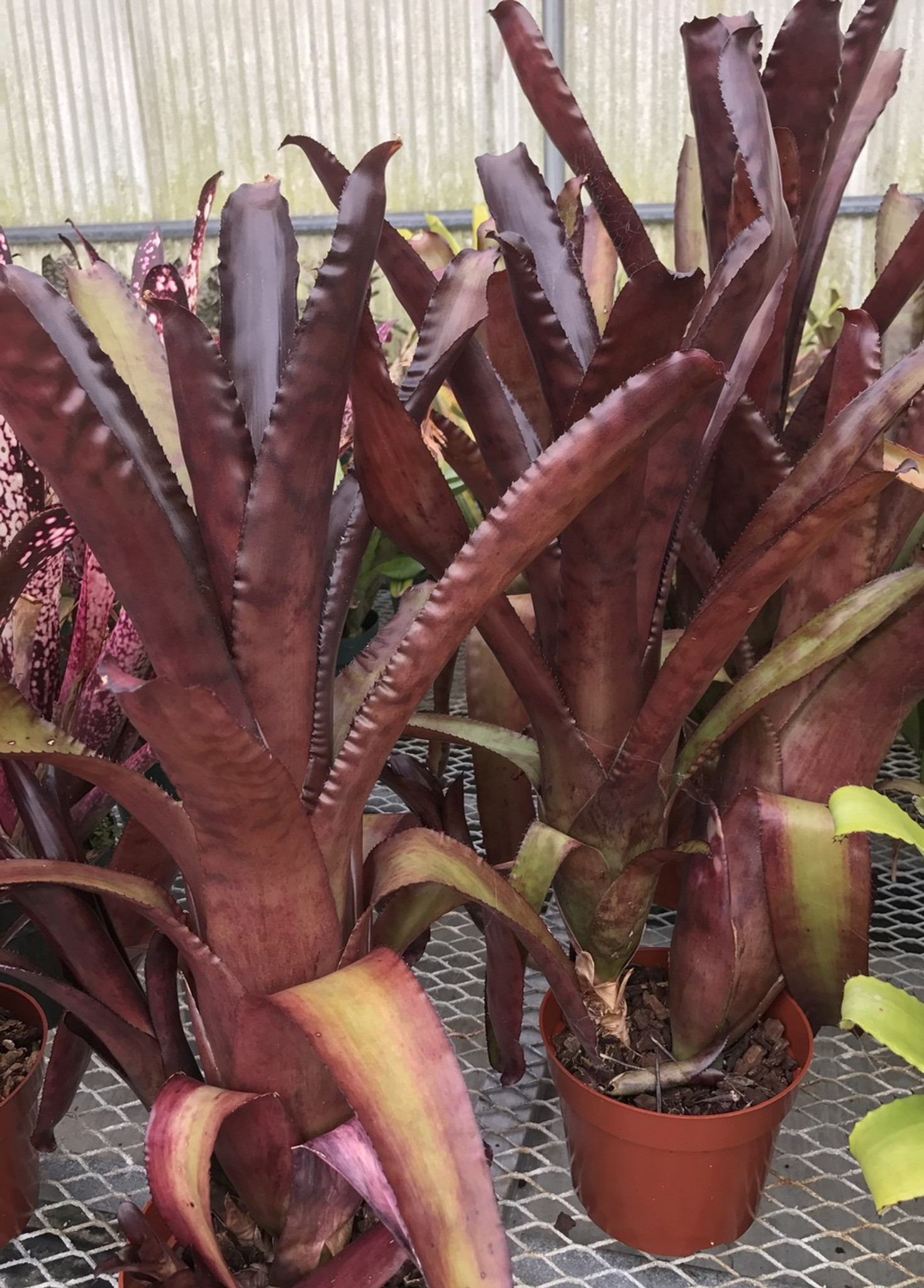 Aechmea sp. - Bird Rock Tropicals