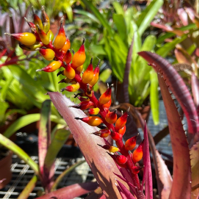 Aechmea nudicaulis (red) - Bird Rock Tropicals