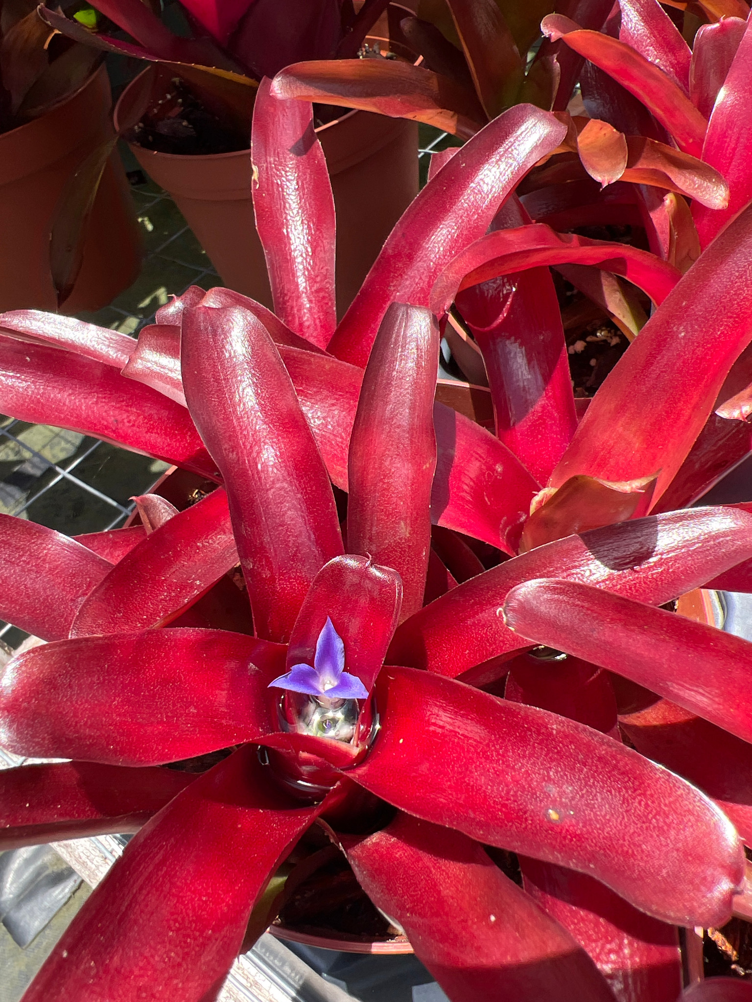 red fireball bromeliad