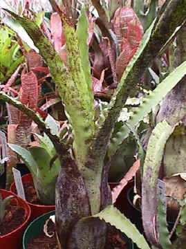 Hohenbergia pennae - Bird Rock Tropicals