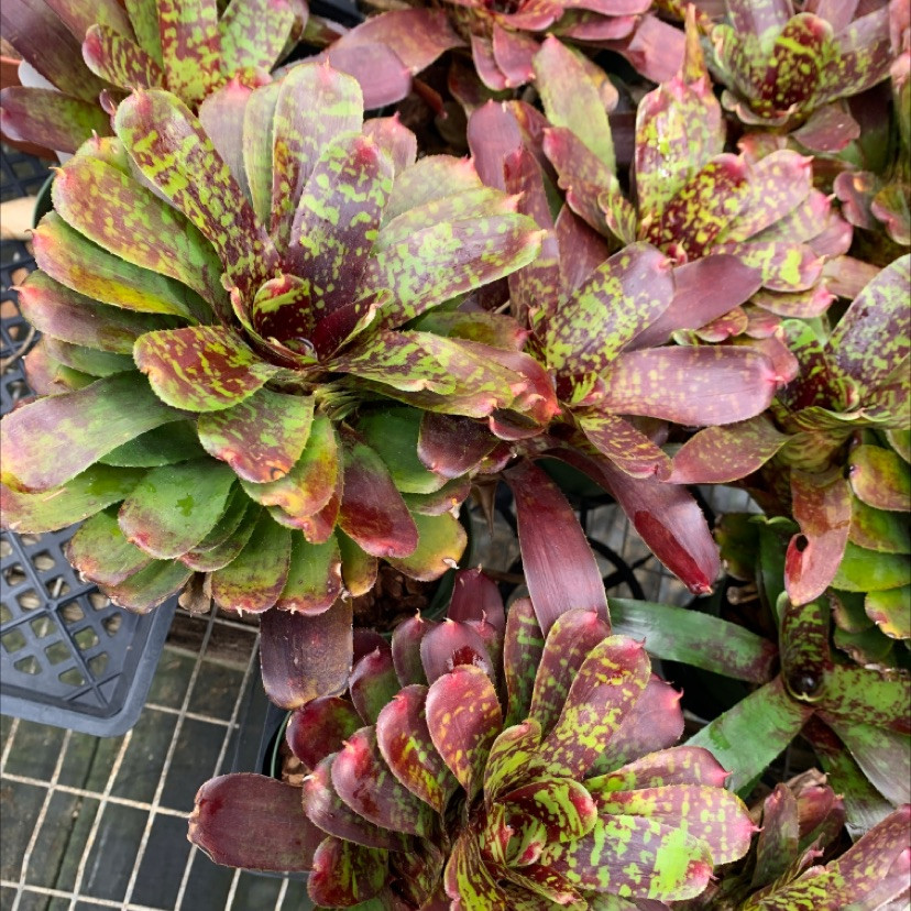Neoregelia 'Mini Skirt' - Bird Rock Tropicals
