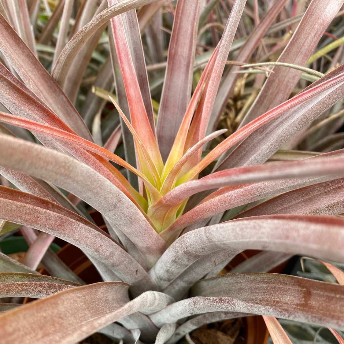 Tillandsia capitata (rubra/narrow leaf) - Bird Rock Tropicals