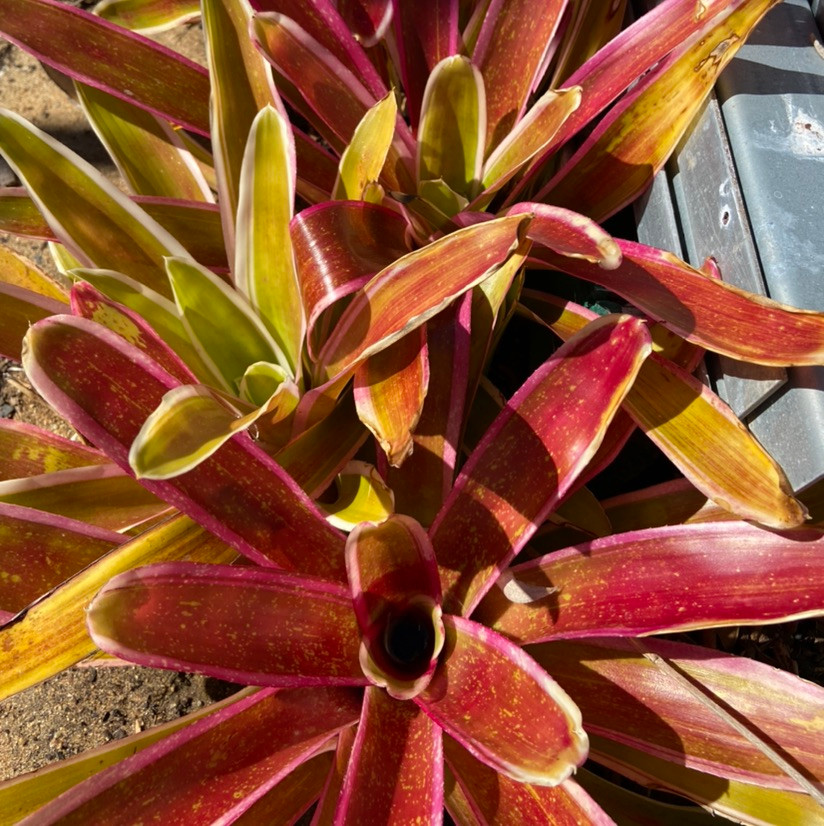 Neoregelia compacta (marginata) - Bird Rock Tropicals