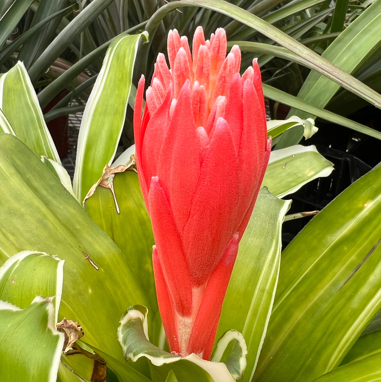 Billbergia pyramidalis cv. 'Kyoto' - Bird Rock Tropicals