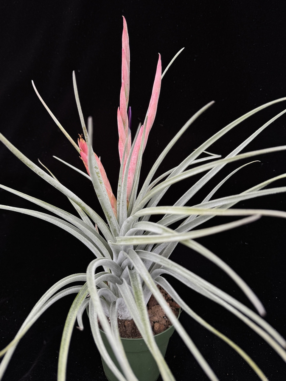 Tillandsia - Page 1 - Bird Rock Tropicals