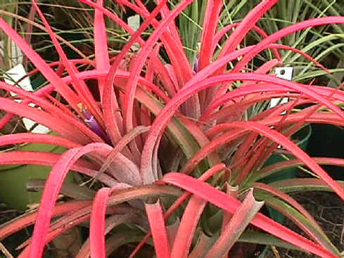 Tillandsia Victoria - (T. ionantha x brachycaulos), Mexico - Bird Rock ...