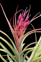 Tillandsia - Page 2 - Bird Rock Tropicals