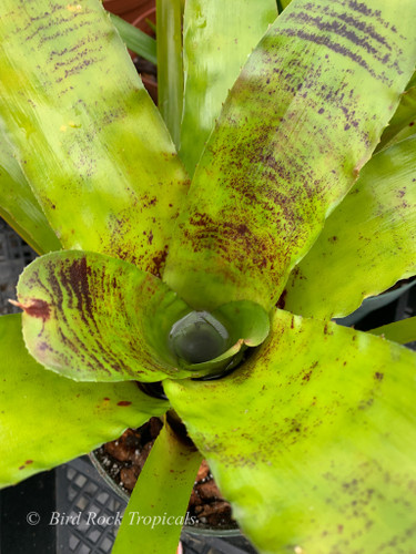 Bromeliads - Neoregelia - Bird Rock Tropicals