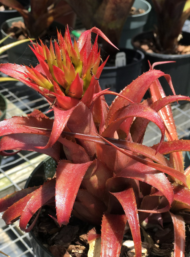 Bromeliads - Aechmea - Bird Rock Tropicals