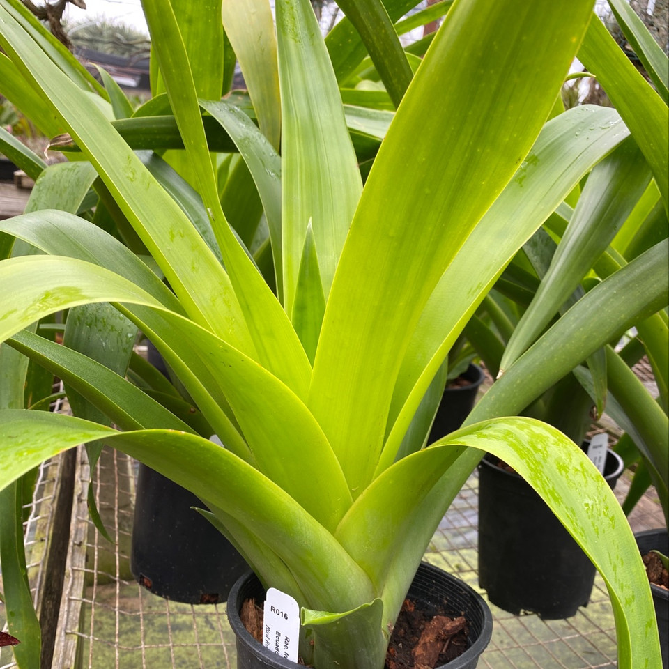 Bromeliads - Racinaea - Bird Rock Tropicals