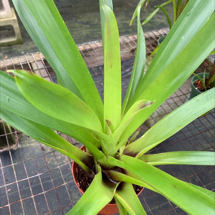 Bromeliads - Vriesea - Bird Rock Tropicals