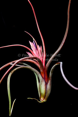 Tillandsia Queen's Medusa - (T. bulbosa x paucifolia) - Koide Hybrid ...