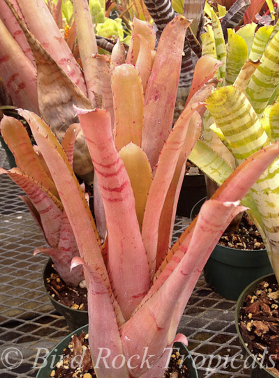 Aechmea maculata (red form) - Bird Rock Tropicals