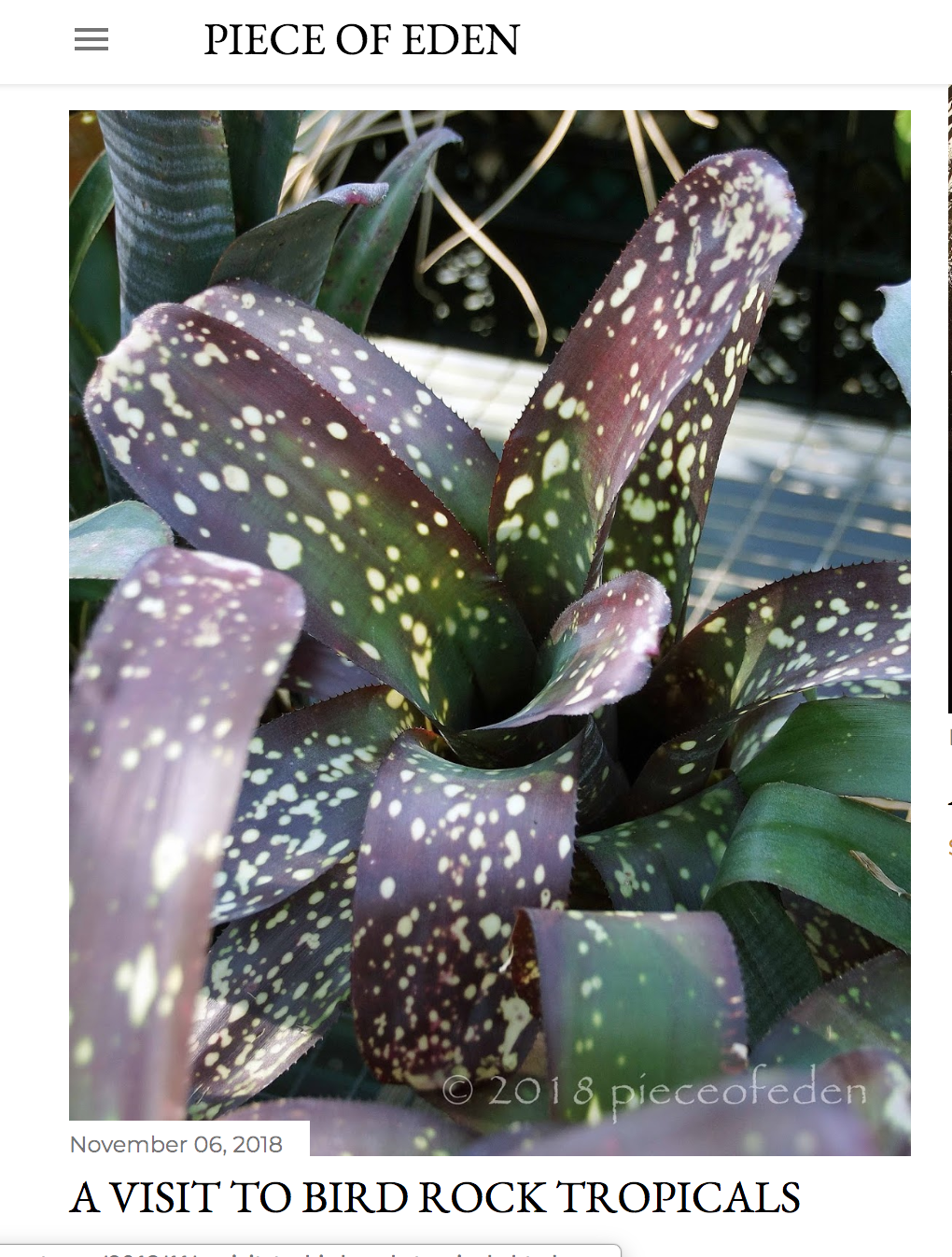 A VISIT TO BIRD ROCK TROPICALS - Bird Rock Tropicals