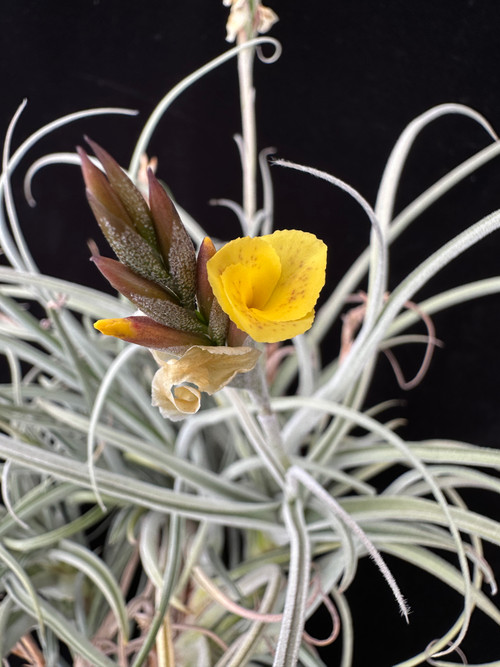 Tillandsia Nugget (T. crocata x duratii) - Bird Rock Tropicals