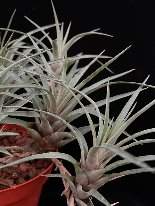 Vriesea species - Bird Rock Tropicals