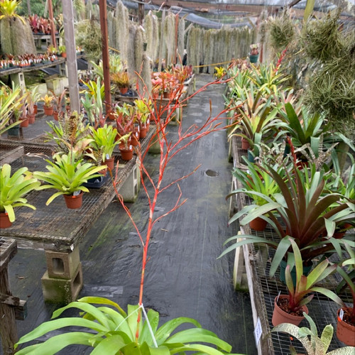 Vriesea sparsiflora - Bird Rock Tropicals