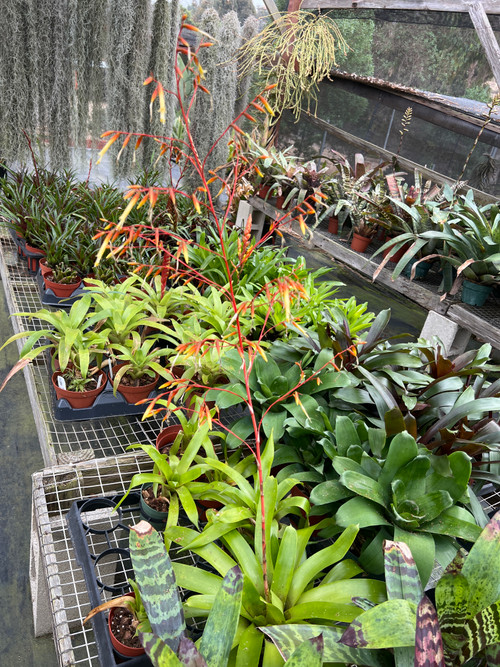 Vriesea sparsiflora - Bird Rock Tropicals