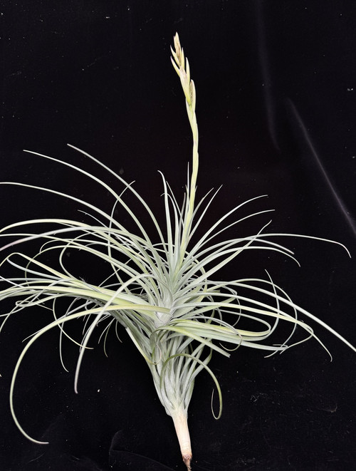Tillandsia Goomong (T. stricta x duratii) - Bird Rock Tropicals