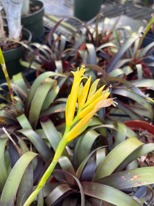 Vriesea bleheri - Bird Rock Tropicals