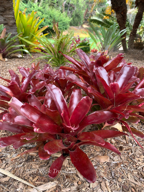 Neoregelia Super Fireball - Bird Rock Tropicals