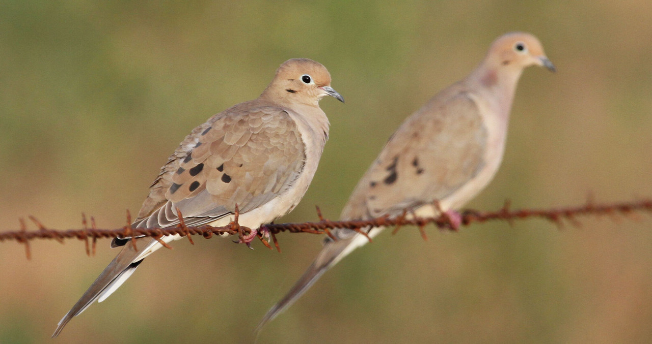 Dove Hunting in Virginia: Gear Up for Success - Freedom Outdoors