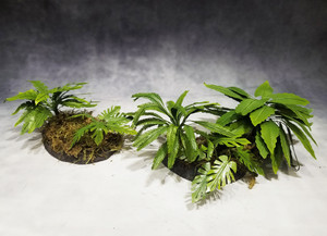Trees & Plants - Last Post Miniatures