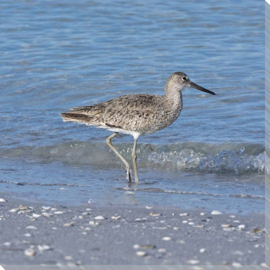Whitewashed Sandpiper Birds I Wrapped Canvas Giclee Print Wall Art ...