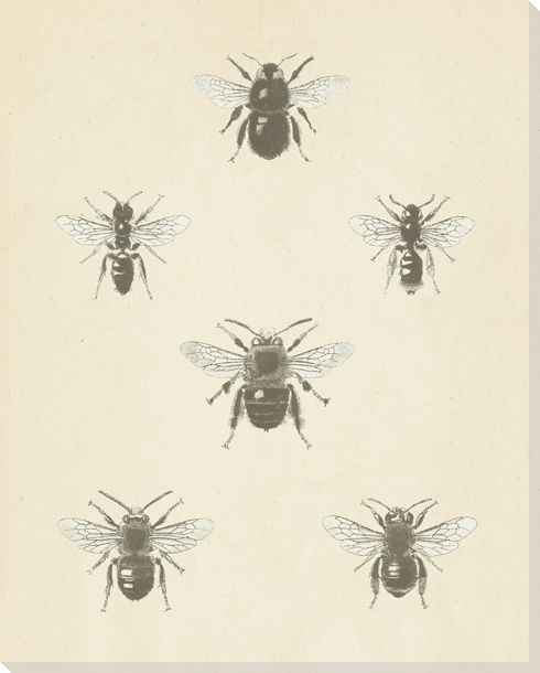 Vintage Educational Chart Bees Wrapped Canvas Giclee Print Wall Art ...