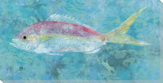 Yellow Sea Yellowtail Snapper Fish Wrapped Canvas Giclee Print ...
