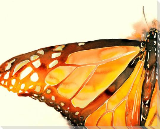 Yellow Monarch Butterfly Wrapped Canvas Giclee Print Wall Art | Nature ...