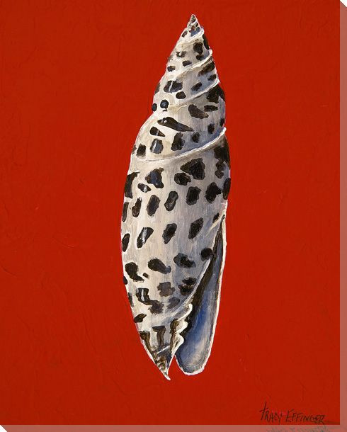 Mitre Cone Shell Wrapped Canvas Giclee Print Wall Art | Beach Wall ...