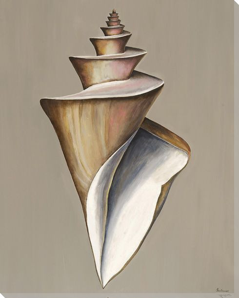 Spider Conch Shell Wrapped Canvas Giclee Print Wall Art | Nautical Home ...