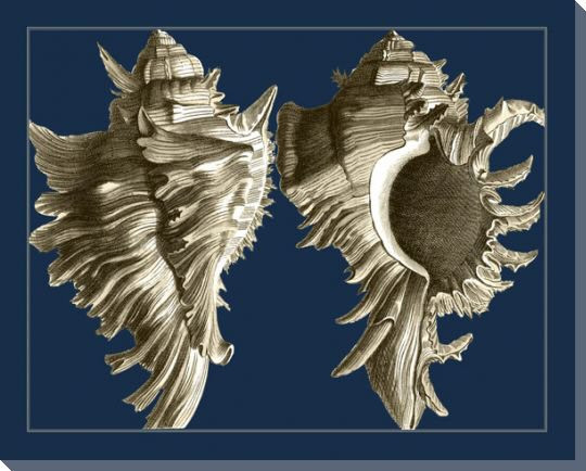 Conch Shell Illustration Wrapped Canvas Giclee Print Wall Art | Seaside ...