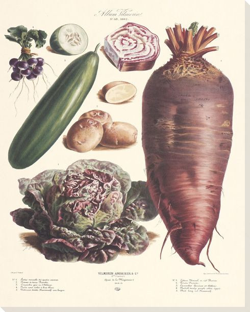 Vegetable Album No.25 Wrapped Canvas Giclee Print Wall Art | Produce ...