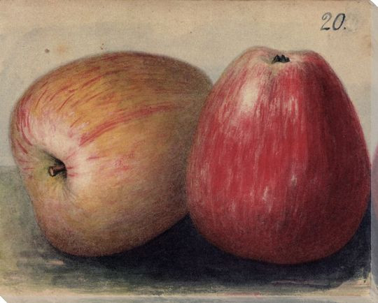 Sunburst Speckled Apples No. 339 Wrapped Canvas Giclee Print | Fresh ...