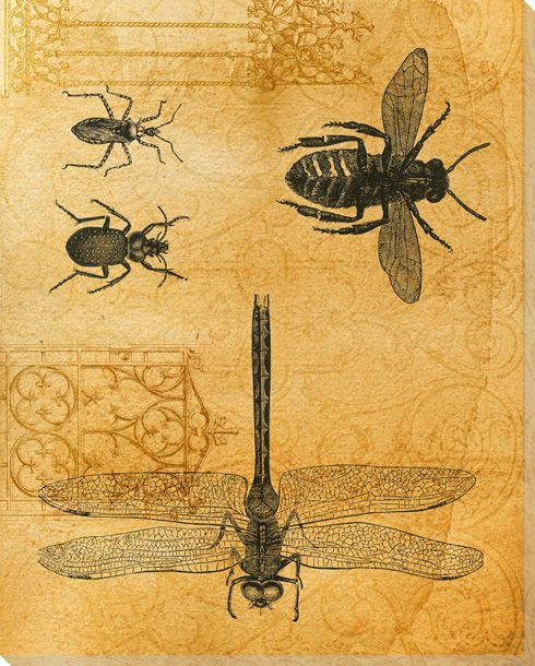 Winged Insects I Wrapped Canvas Giclee Print Wall Art | Nature Inspired ...