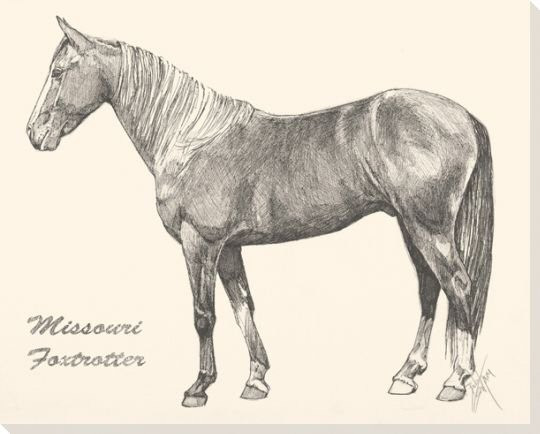 Missouri Fox Trotter Horse Wrapped Canvas Giclee Print Wall Art - Wall ...